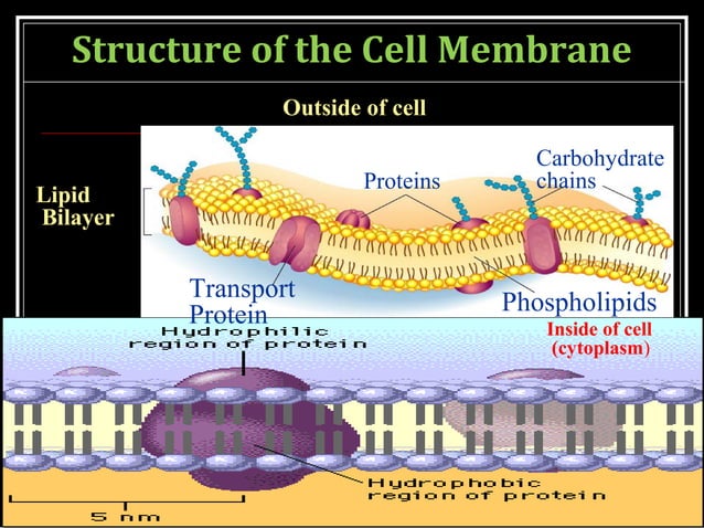 TRANSPORT ACROSS CELL MEMBRANE | PPT | Chemistry | Science
