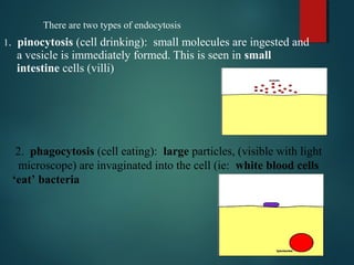 Transport across cell membrane | PPT