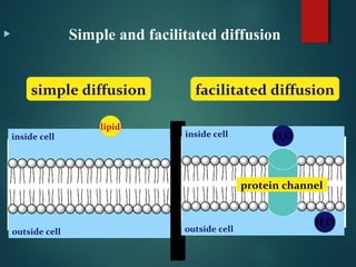Transport across cell membrane | PPT