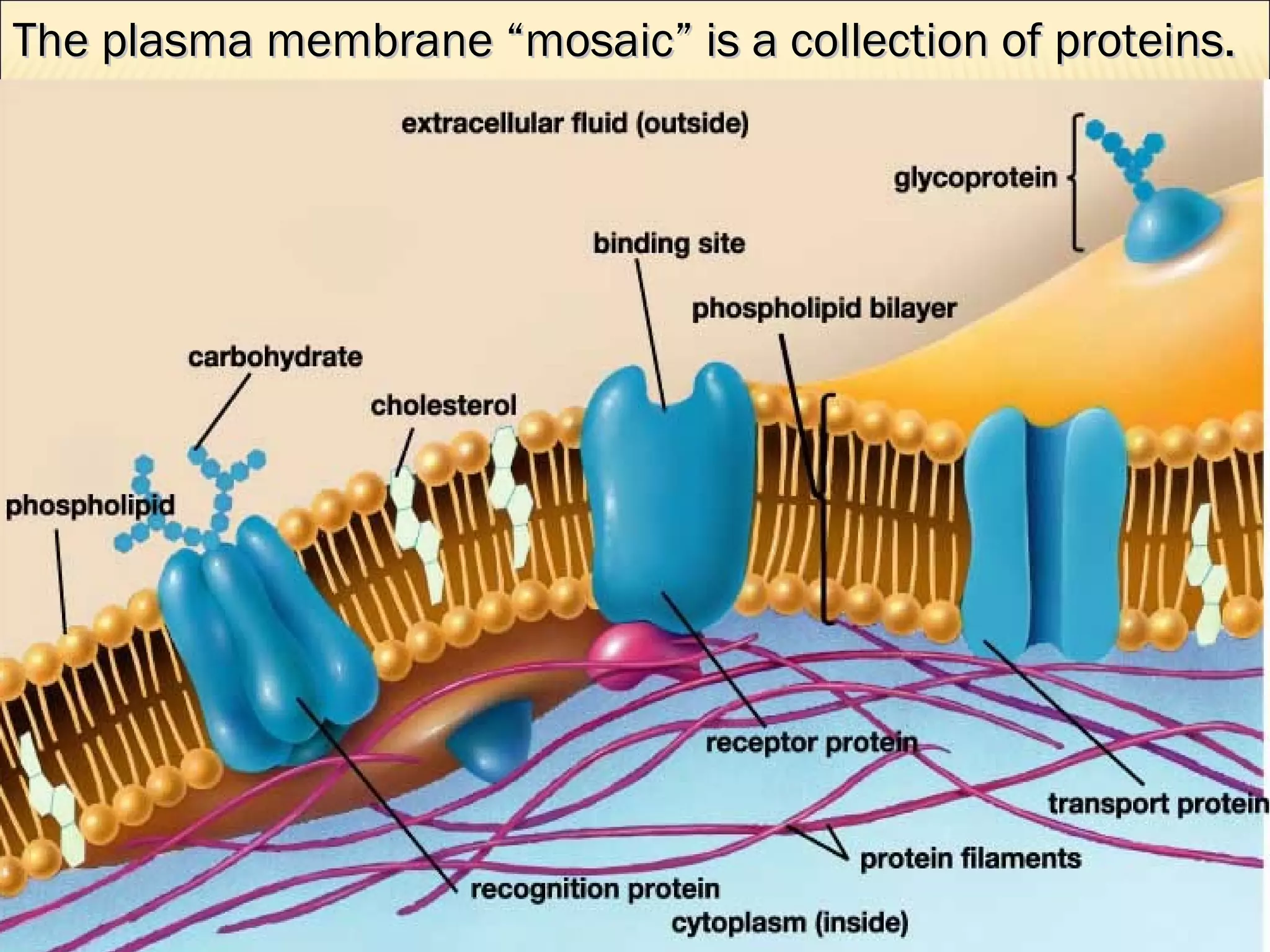 Transport of biomolecules across cell membrane | PPT
