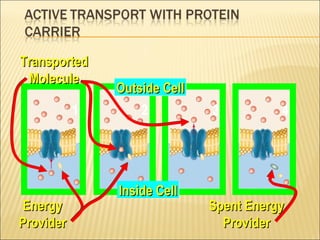 Transport of biomolecules across cell membrane | PPT
