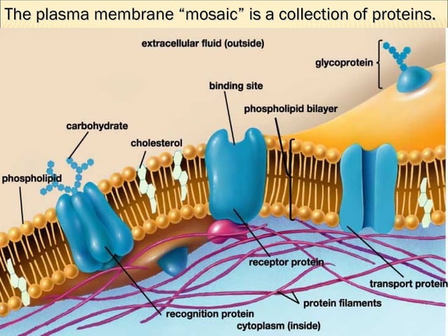 Transport of biomolecules across cell membrane | PPT