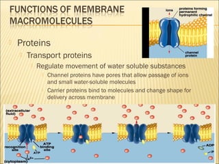 Transport of biomolecules across cell membrane | PPT