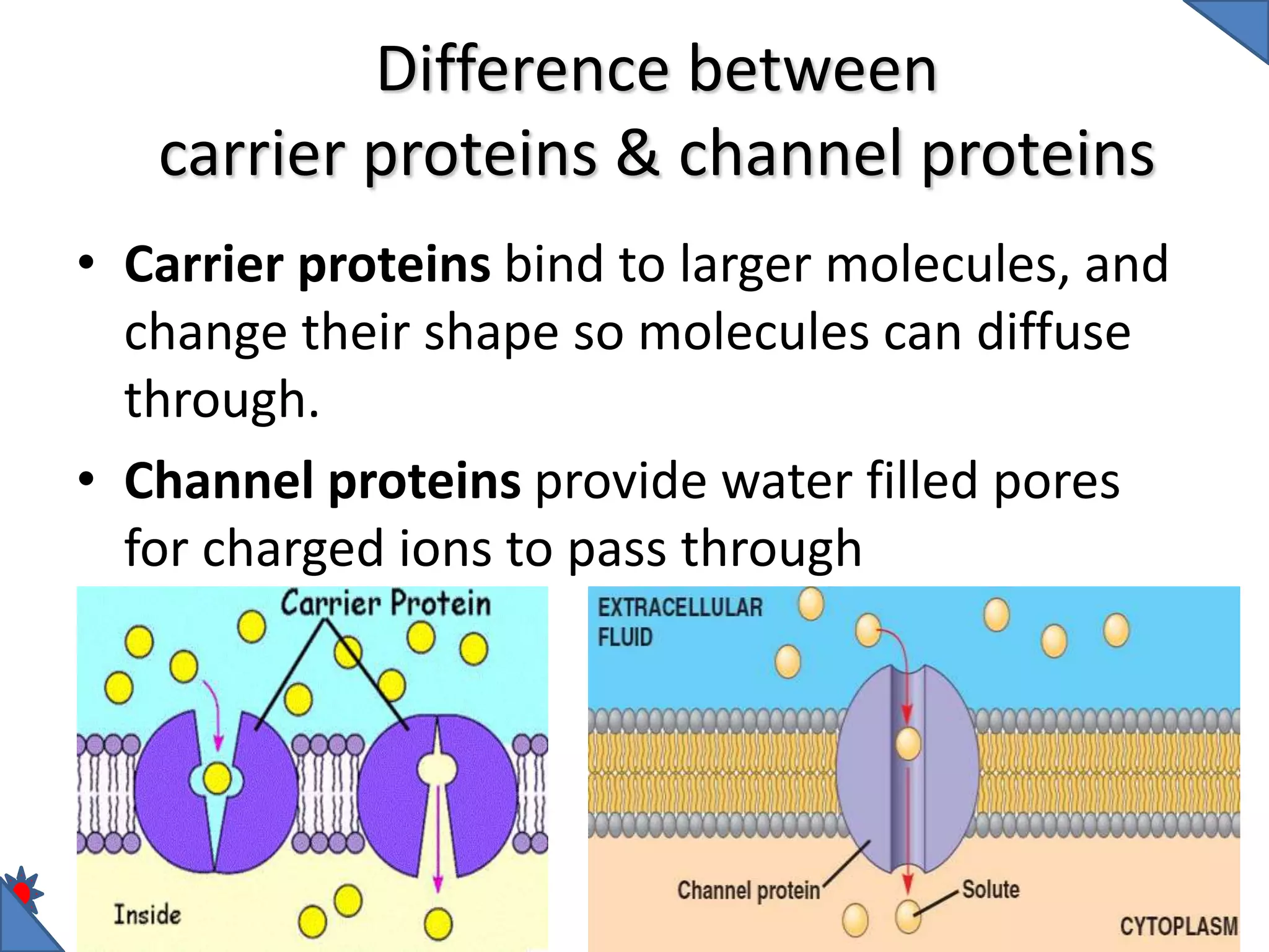 Transport across cell membrane | PPTX