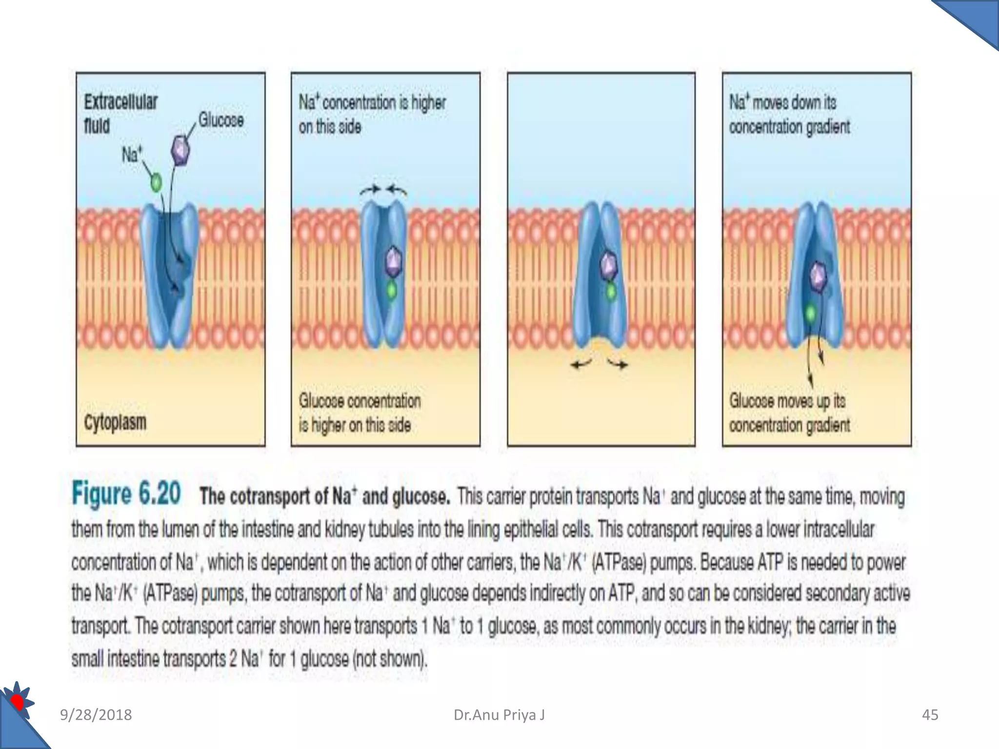 Transport across cell membrane | PPTX | Chemistry | Science