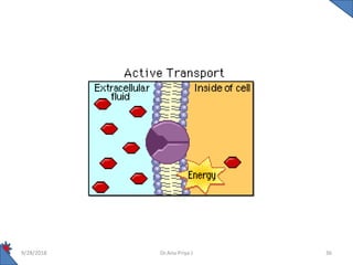Transport across cell membrane | PPTX