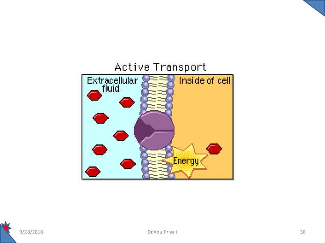 Transport across cell membrane | PPTX | Chemistry | Science