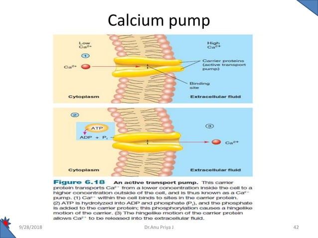 Transport across cell membrane | PPTX | Chemistry | Science