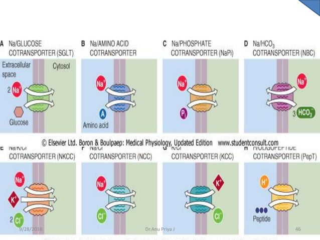 Transport across cell membrane | PPTX | Chemistry | Science