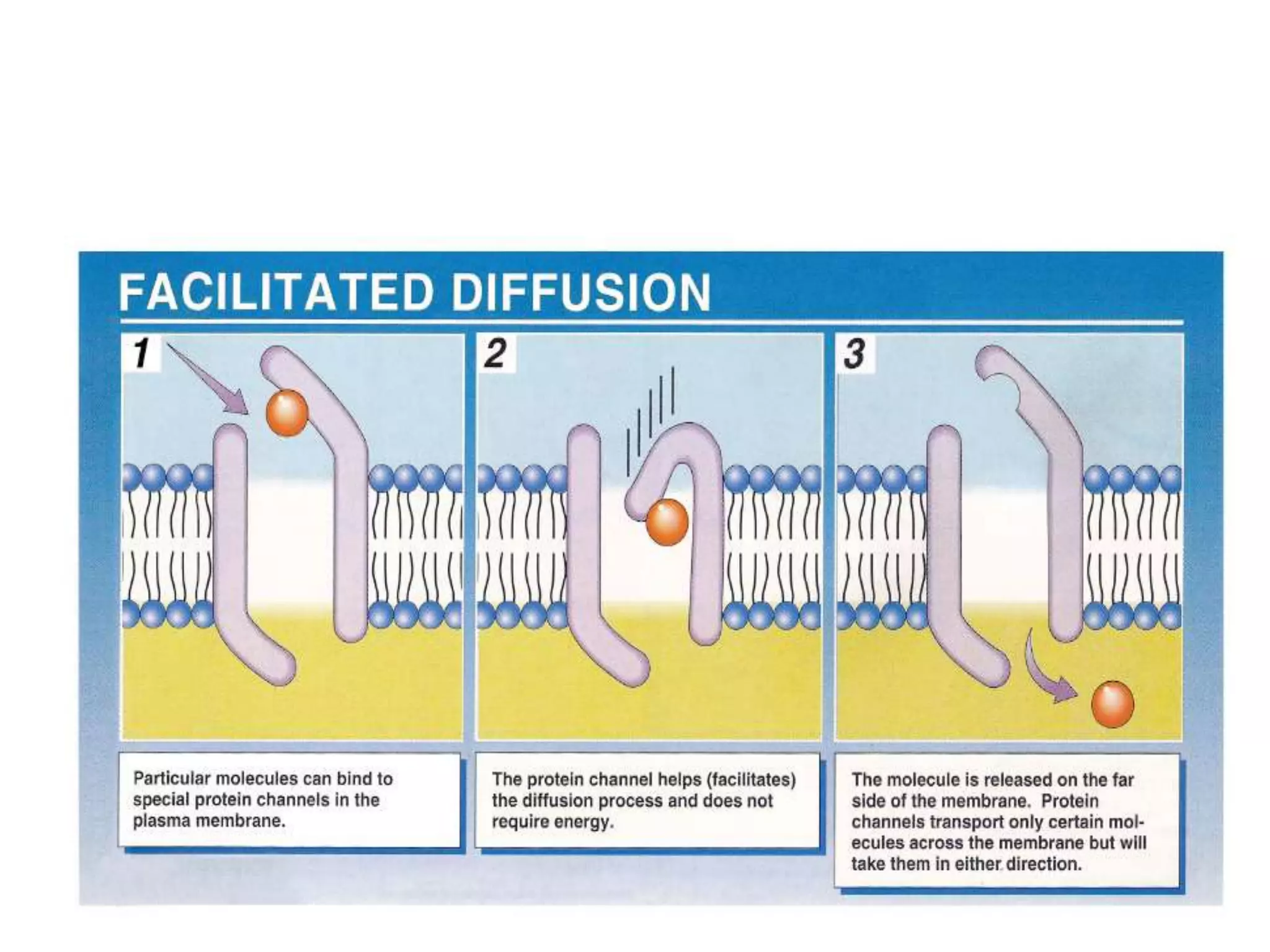 TRANSPORT ACROSS CELL MEMBRANE | PPTX
