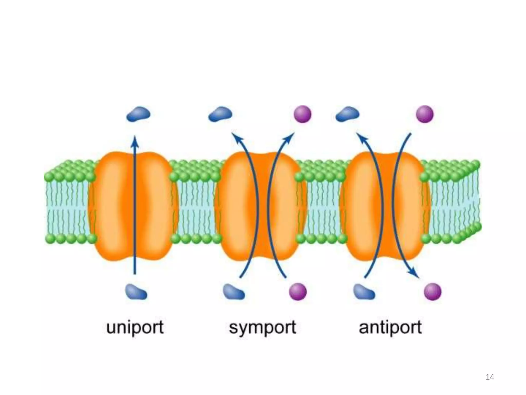 TRANSPORT ACROSS CELL MEMBRANE | PPTX