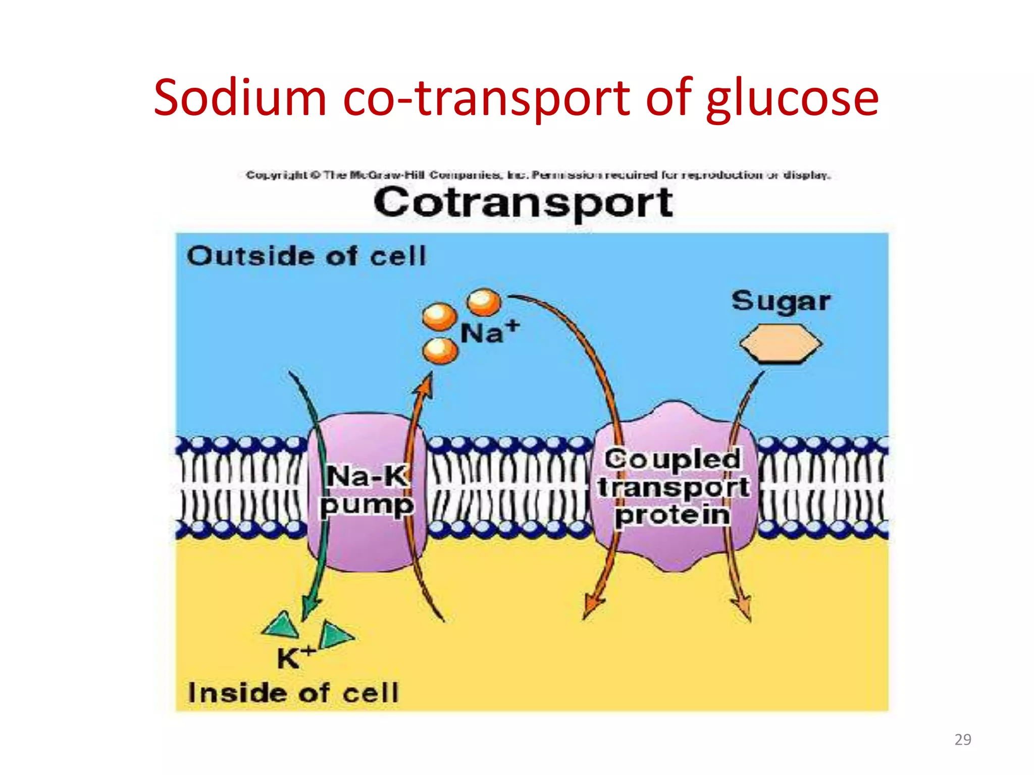 TRANSPORT ACROSS CELL MEMBRANE | PPTX
