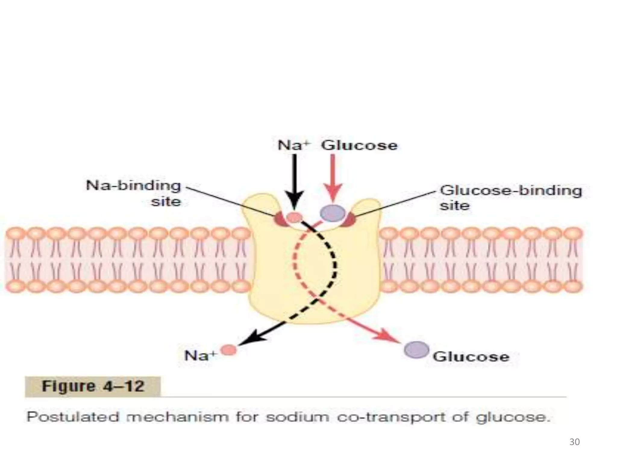TRANSPORT ACROSS CELL MEMBRANE | PPTX