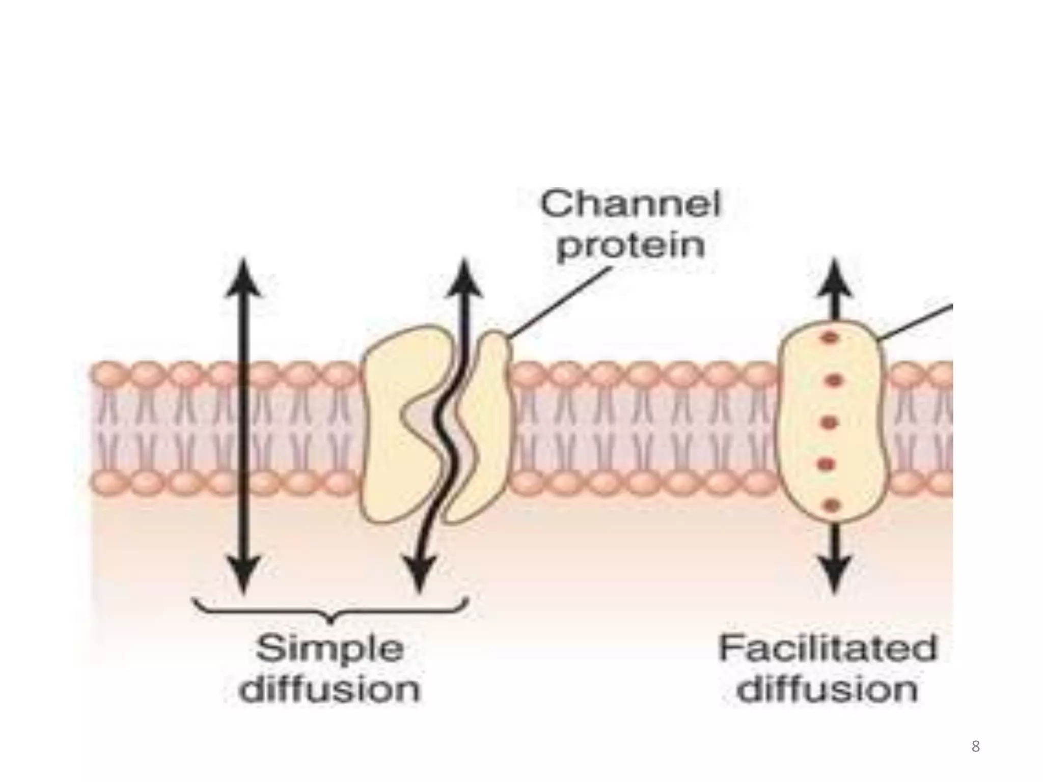 TRANSPORT ACROSS CELL MEMBRANE | PPTX