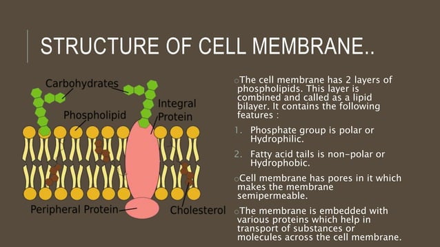 Transport across cell membrane | PPTX