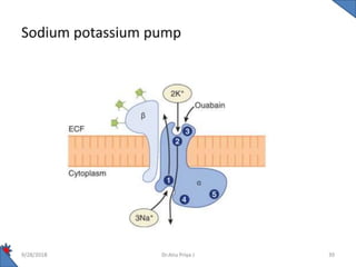 Transport across cell membrane in Physiology | PDF