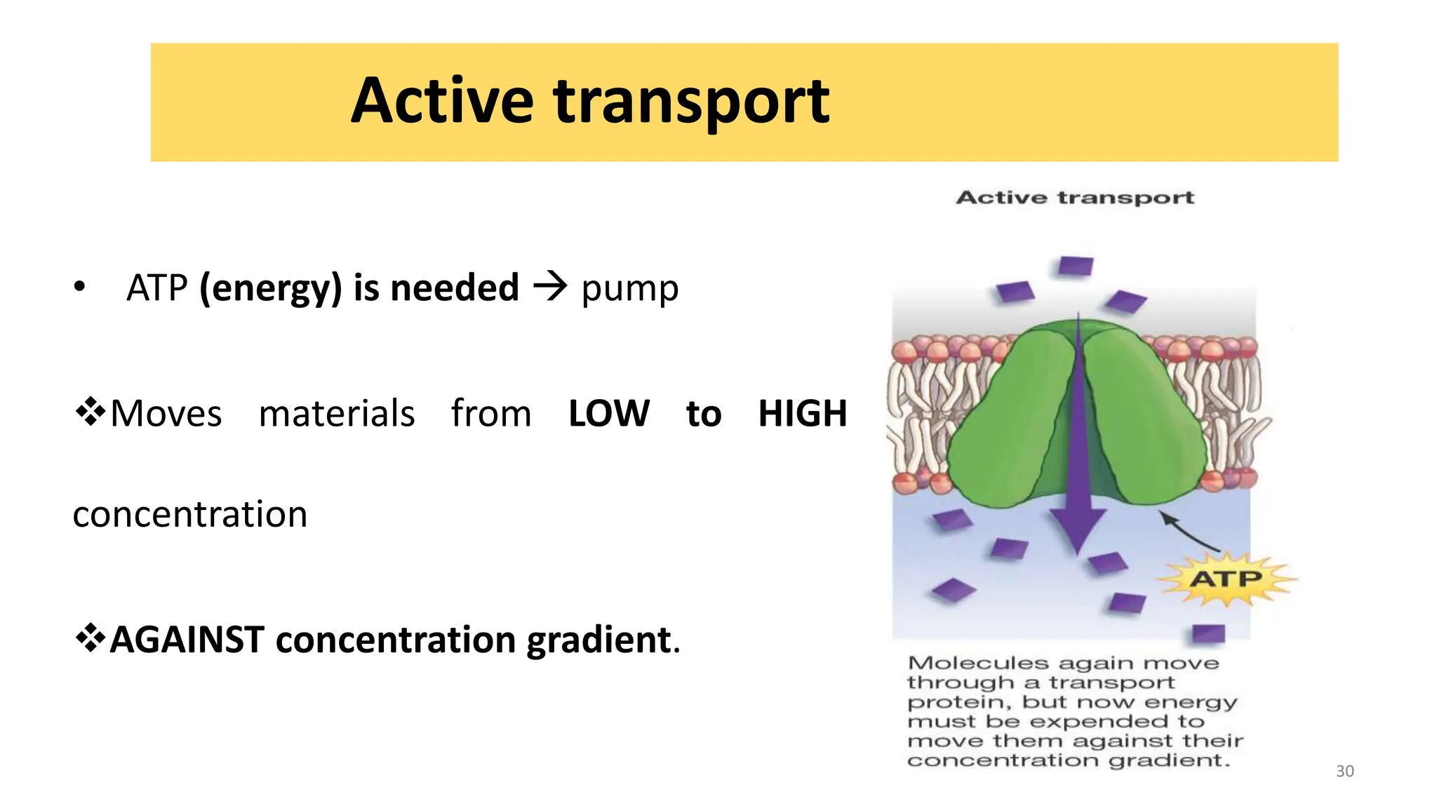 Transport Across Cell Membrane, by Dr. Baqir Naqvi.pptx