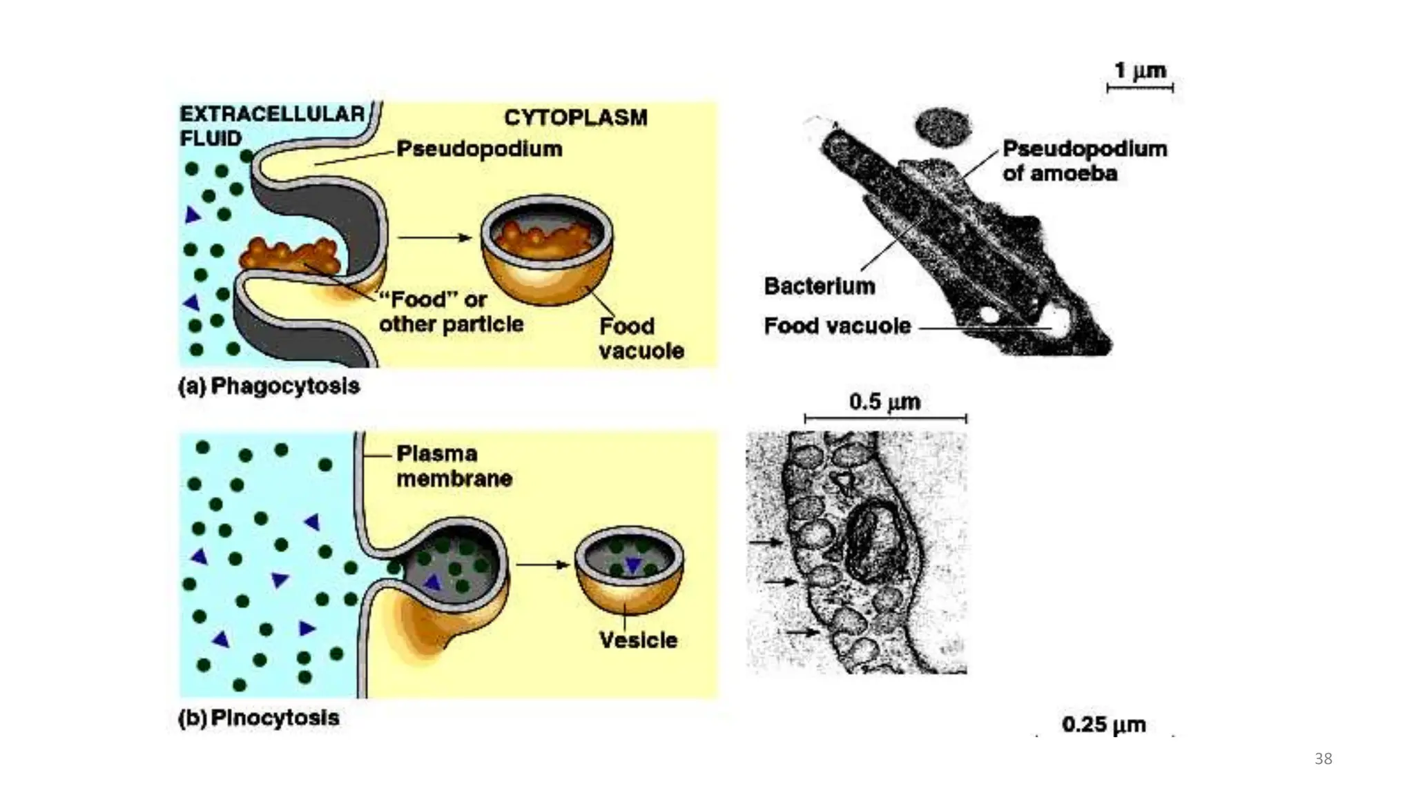 Transport Across Cell Membrane, by Dr. Baqir Naqvi.pptx