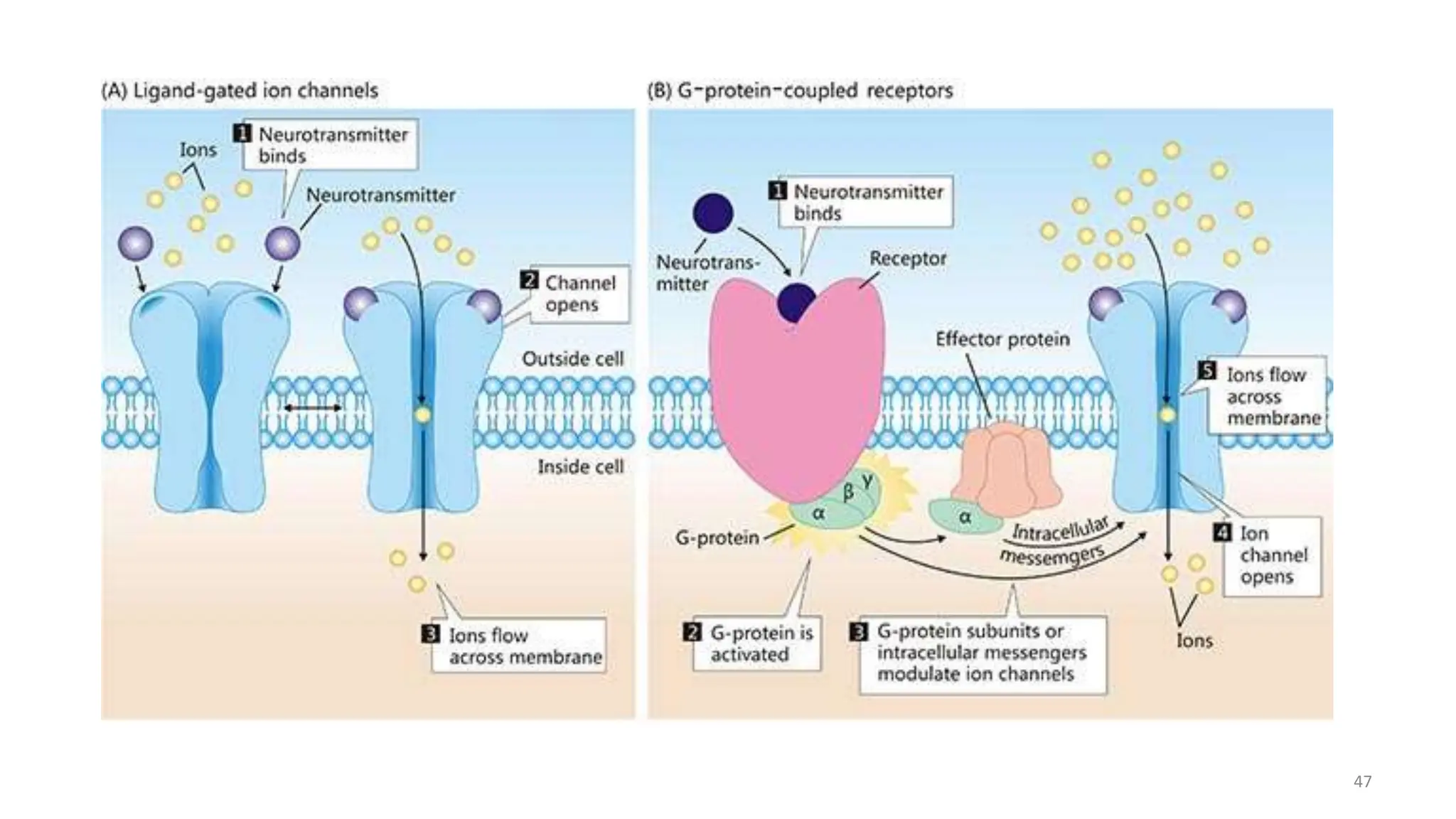 Transport Across Cell Membrane, by Dr. Baqir Naqvi.pptx