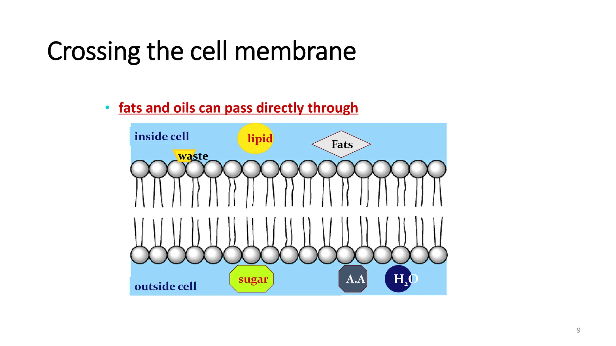 Transport Across Cell Membrane, by Dr. Baqir Naqvi.pptx