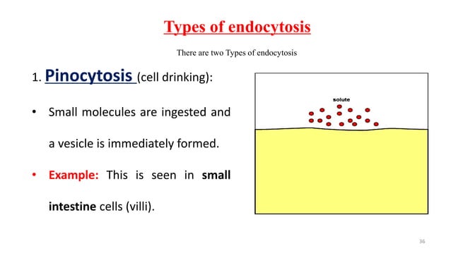 Transport Across Cell Membrane, by Dr. Baqir Naqvi.pptx