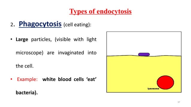 Transport Across Cell Membrane, by Dr. Baqir Naqvi.pptx