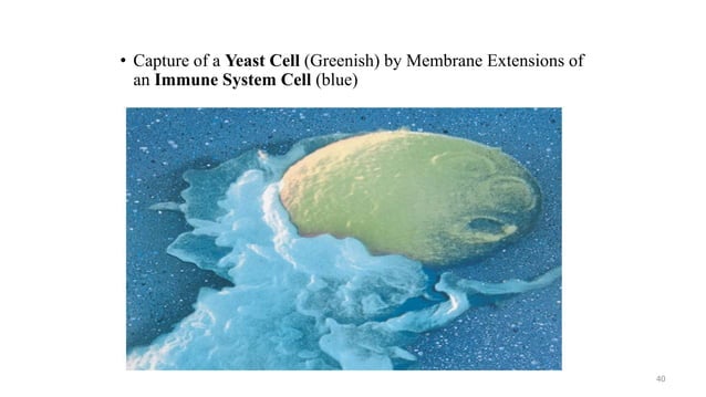 Transport Across Cell Membrane, by Dr. Baqir Naqvi.pptx