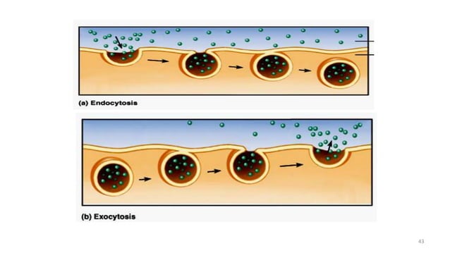 Transport Across Cell Membrane, by Dr. Baqir Naqvi.pptx