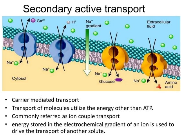 Transport across cell membrane i and ii | PPTX