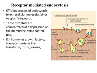 Transport across cell membrane i and ii | PPTX