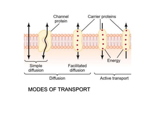 Transport across cell membrane i and ii | PPTX