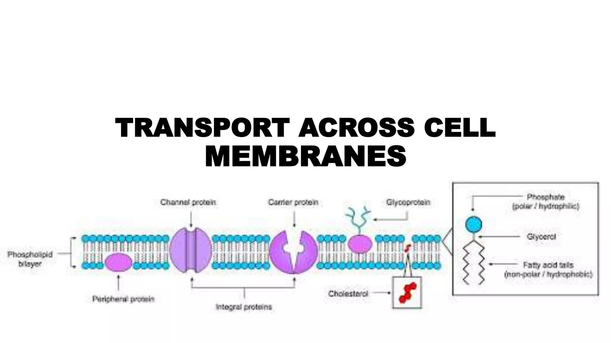 Transport across cell membranes | PPT