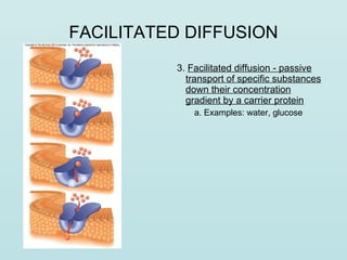 Facilitated Diffusion Examples In Everyday Life