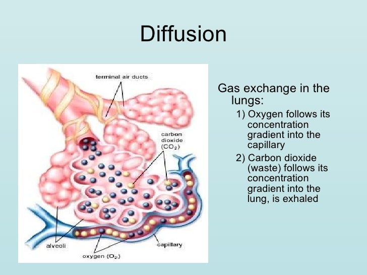 Transport Across Cell Membranes