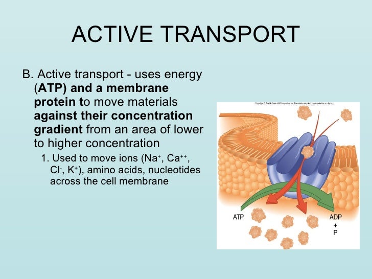 Active Transport Examples