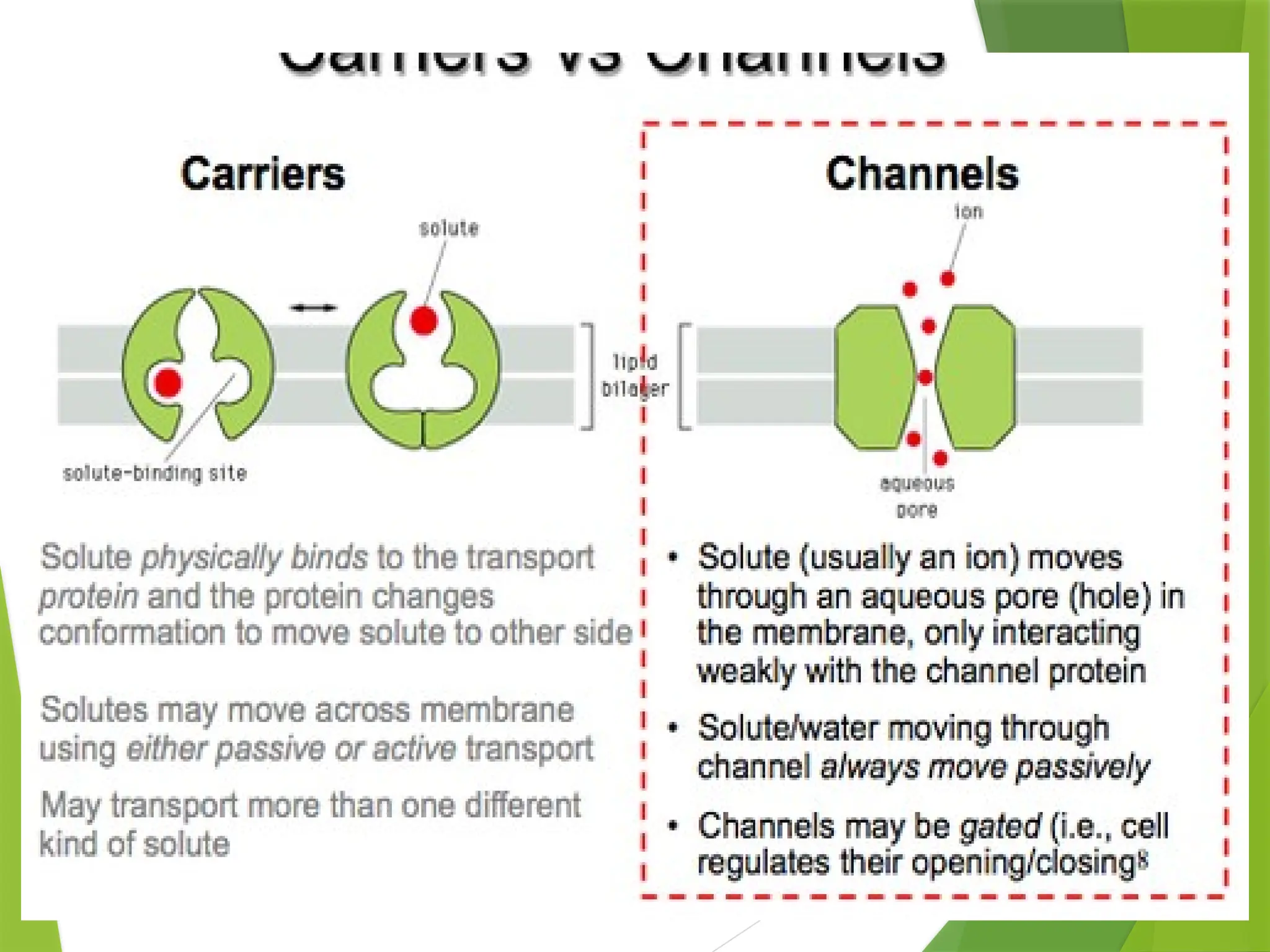 Transport across membrane active and passive transport its importance ...