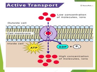 Transport across membrane active and passive transport its importance ...