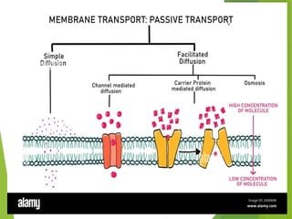 Transport across membrane active and passive transport its importance ...