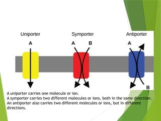 Transport across membrane active passive transport and other examples ...