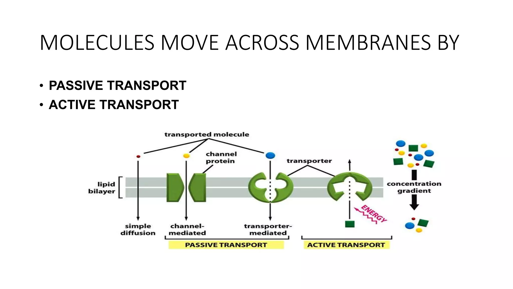 Transport across membranes passive transport | PPTX