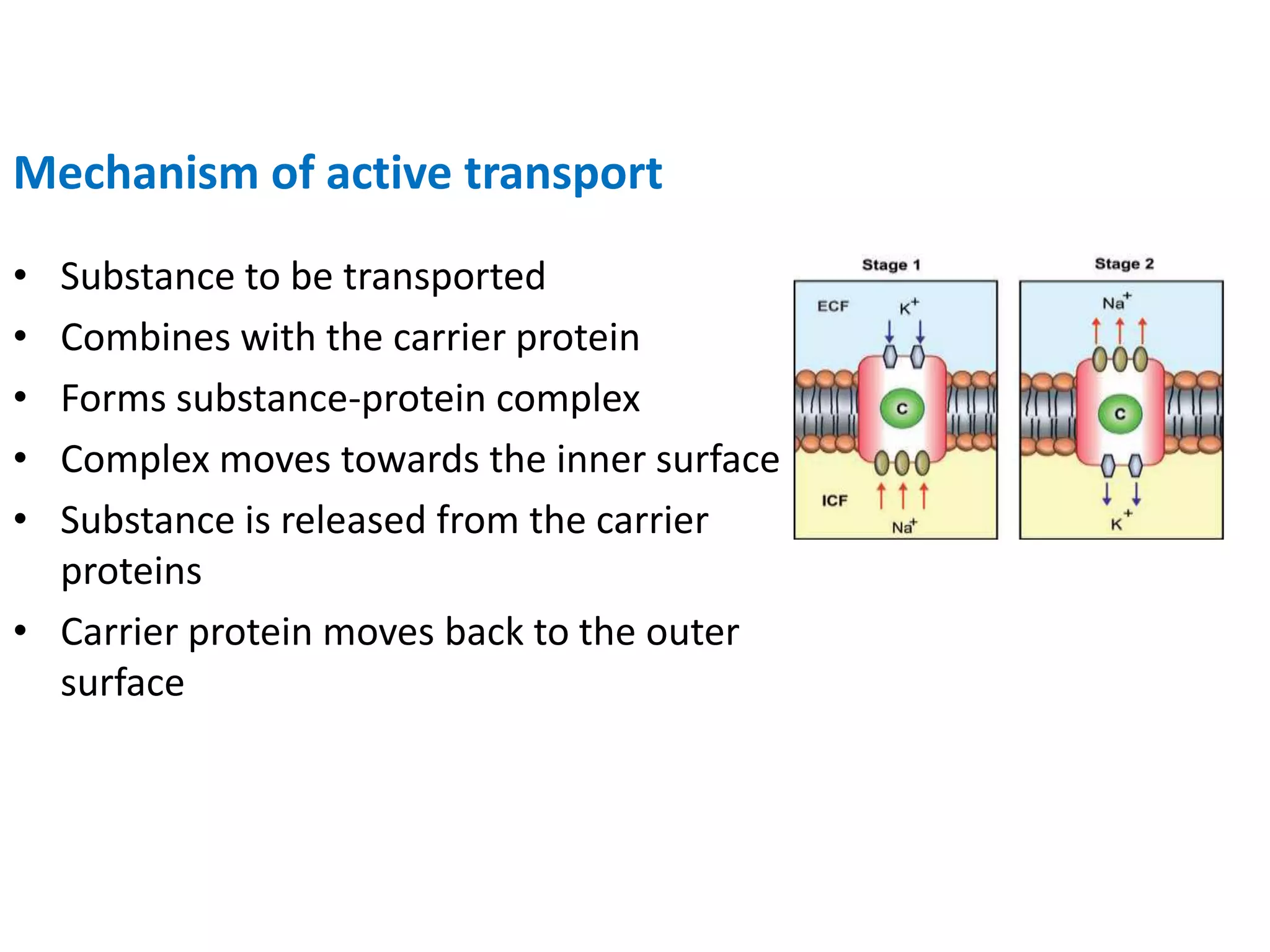Transport across plasma membrane | PPTX | Chemistry | Science