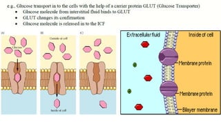 TRANSPORT ACROSS TE CELL MEMBRANE BY DR AMBI.ppsx