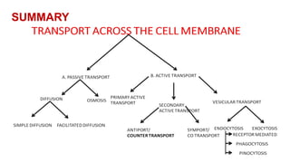 TRANSPORT ACROSS TE CELL MEMBRANE BY DR AMBI.ppsx