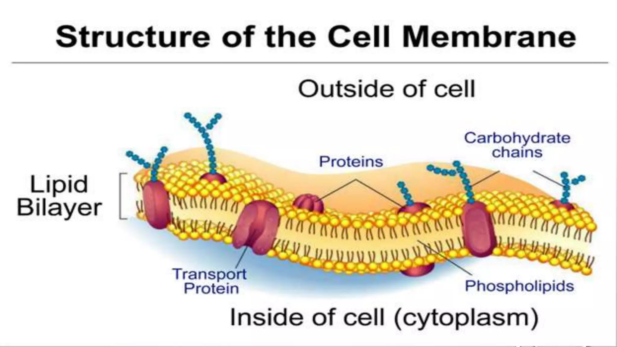 Transport across the cell membrane | PPT