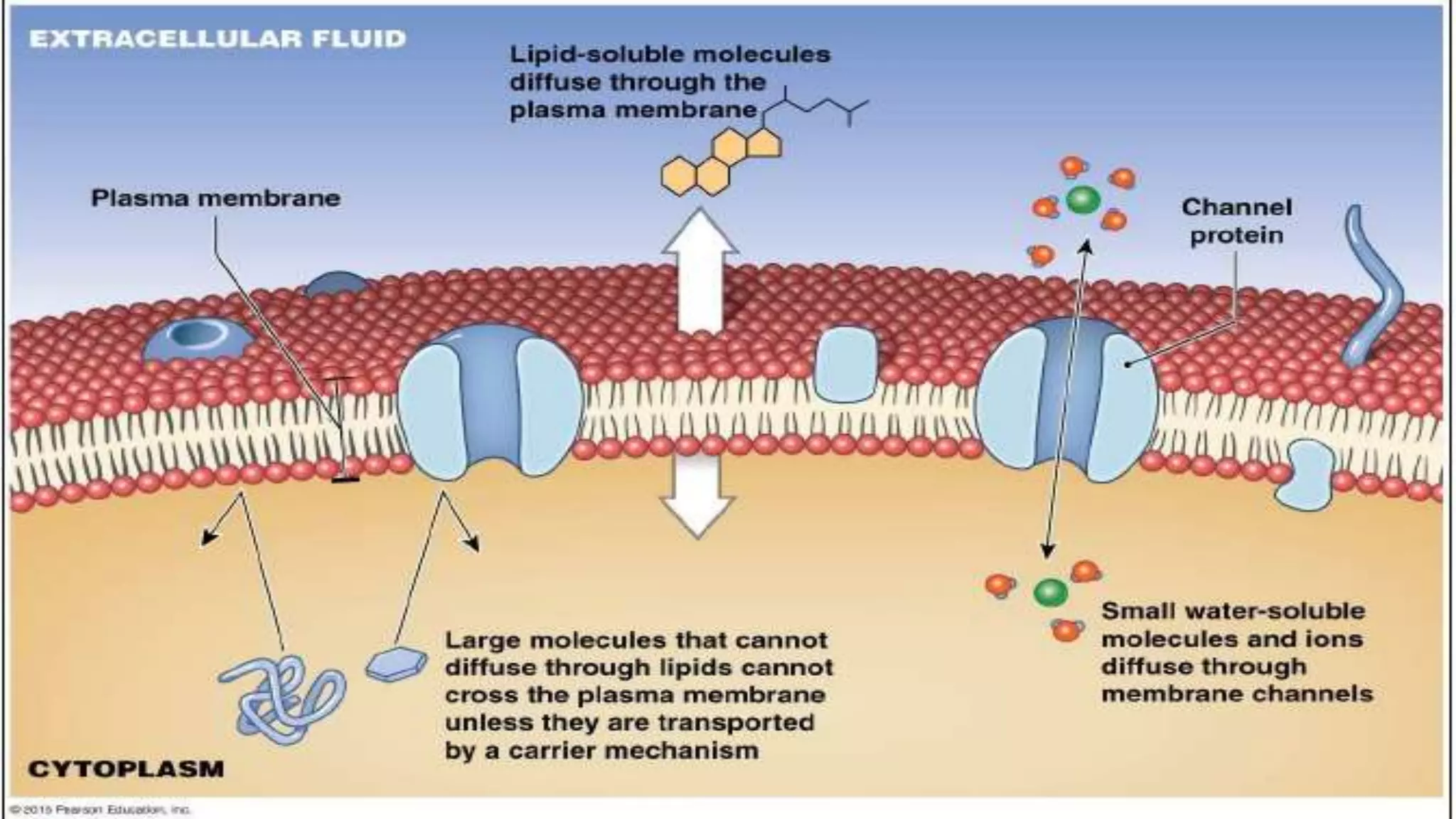 Transport across the cell membrane | PPT