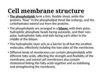 Comprehensive Overview of Cell Membrane Structure and Transport ...