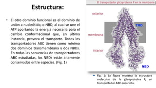 Transportadores abc | PPTX