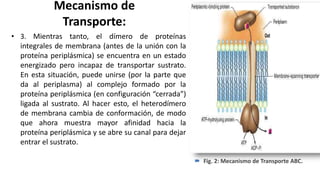 Transportadores abc | PPTX