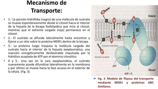 Transportadores abc | PPTX