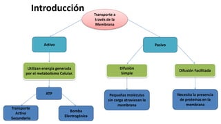 Transportadores abc | PPTX